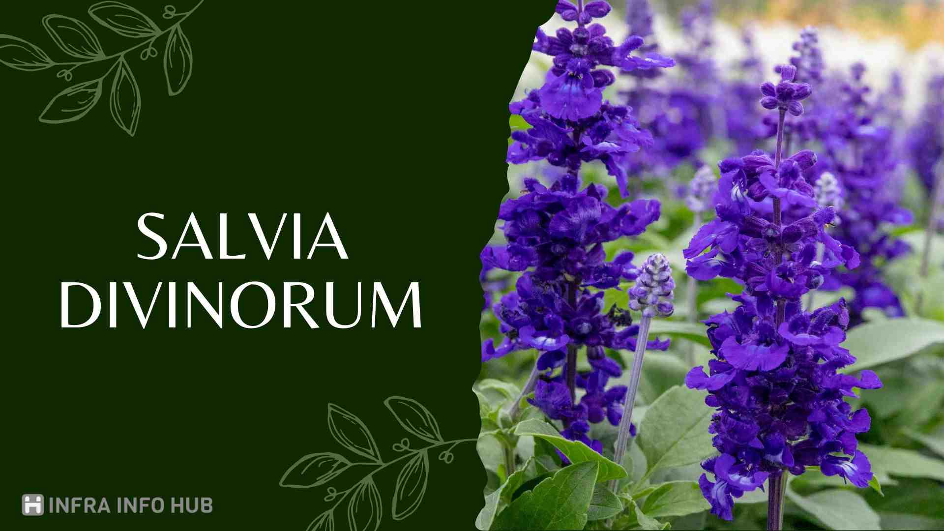 Salvia Flower: Meaning, Types, Uses, and How to Grow It - Infra Info Hub