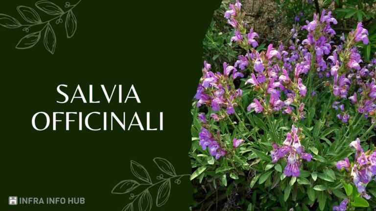 Salvia Flower: Meaning, Types, Uses, and How to Grow It - Infra Info Hub